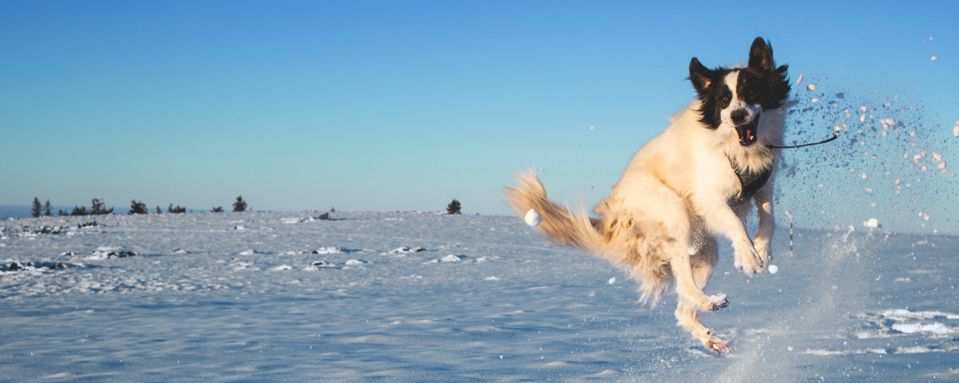 Animaux trouvés cherchant leur famille - Services Animaliers