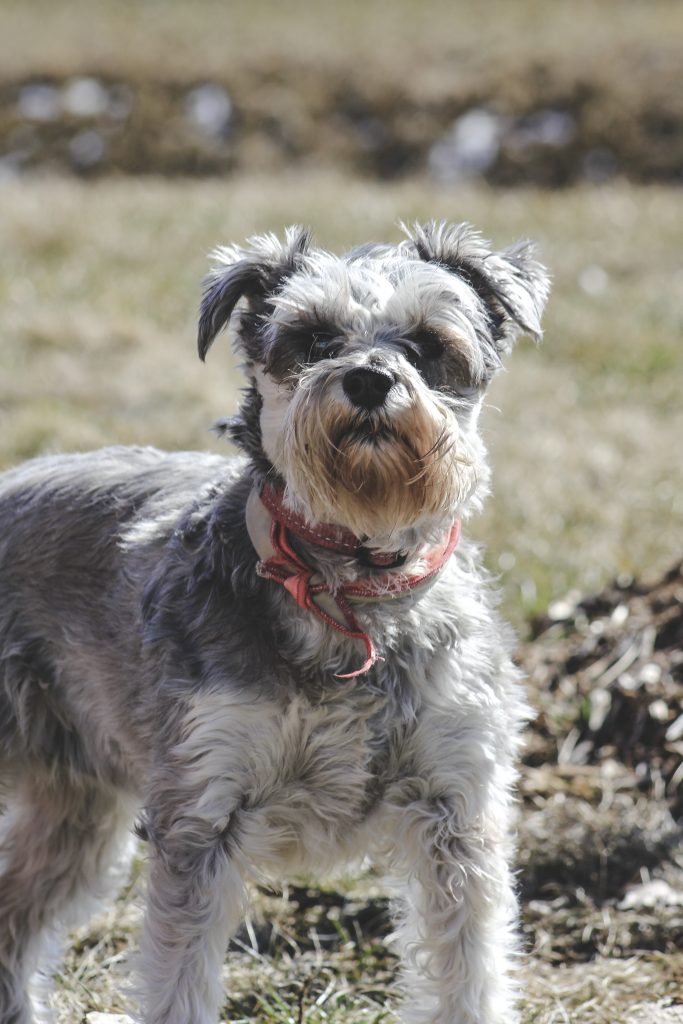 Adopter un animal - Services Animaliers