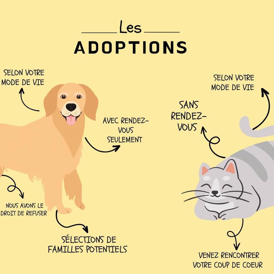 Adopter un animal - Services Animaliers