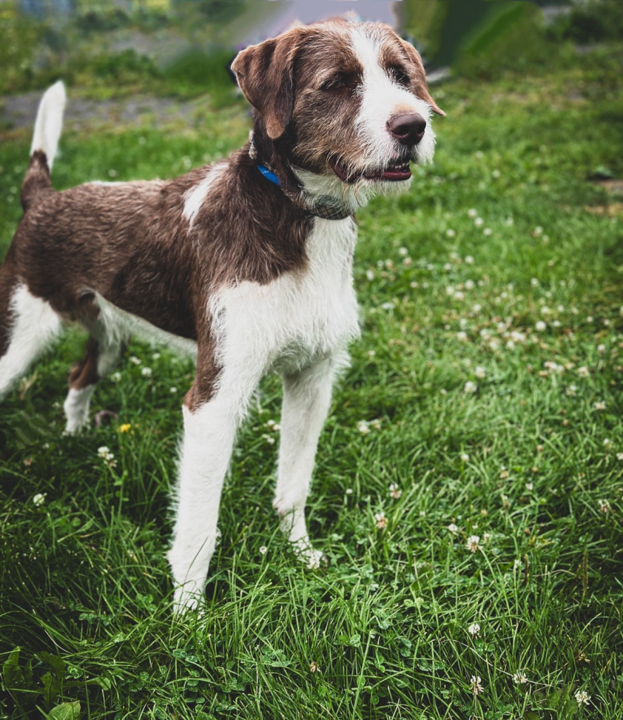 Adopter un animal - Services Animaliers